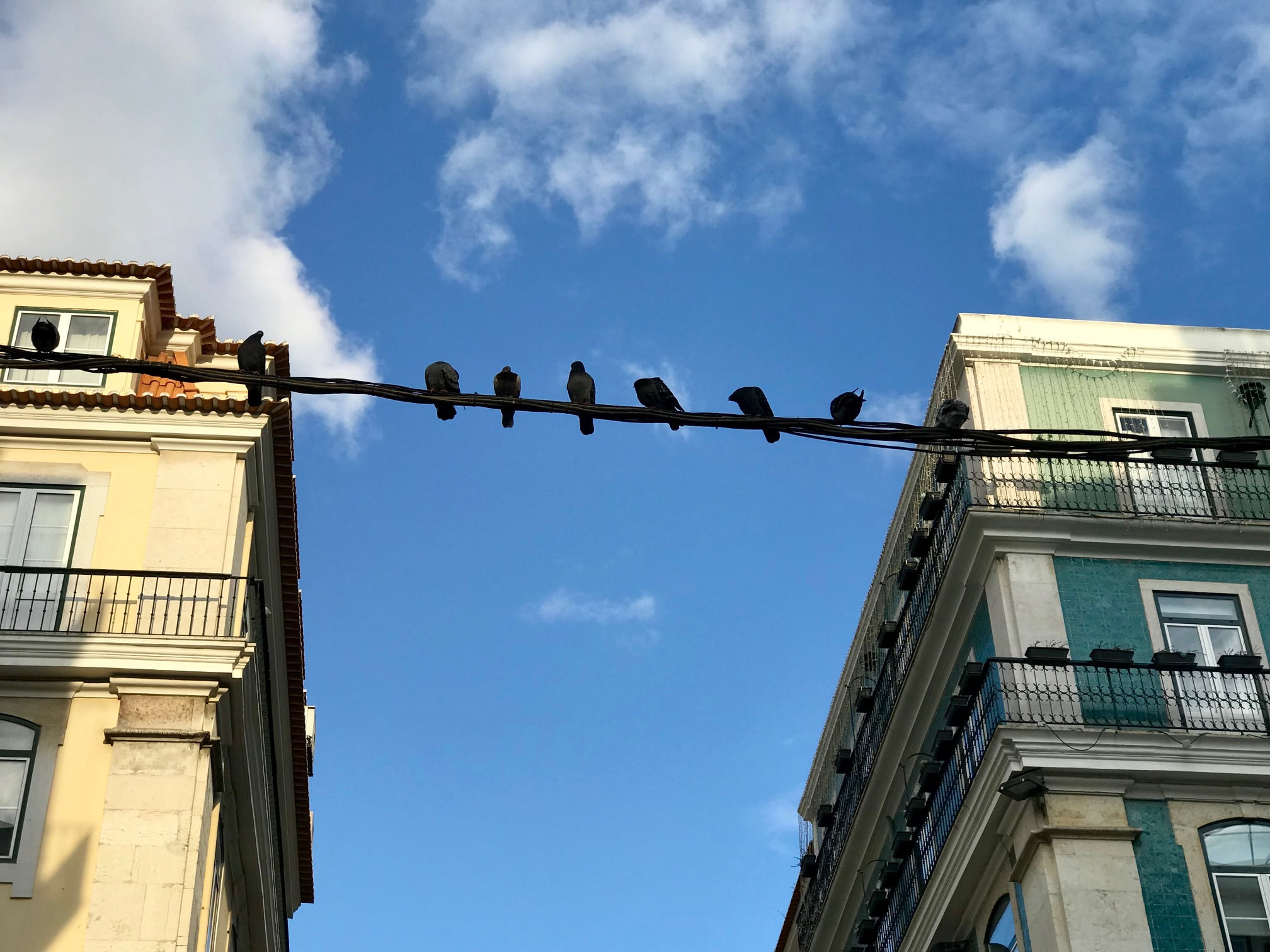 Respect Crows Angela Allen